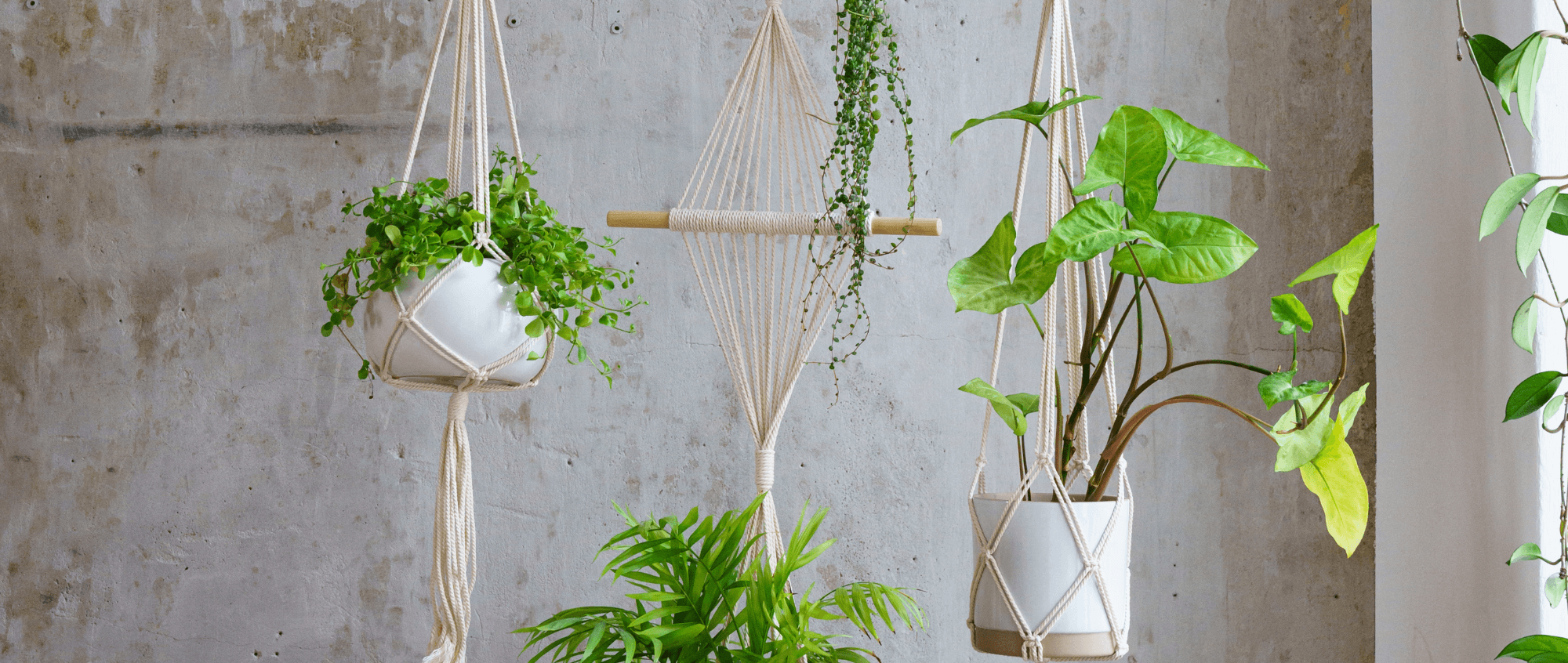 Craft Social: Macrame Plant Hanging - Salford Museum & Art Gallery